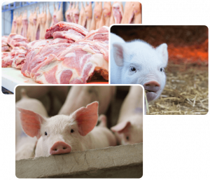 Folio3 AgTech Case Study | Digitizing Hanor Farms Operations with EcoDocs