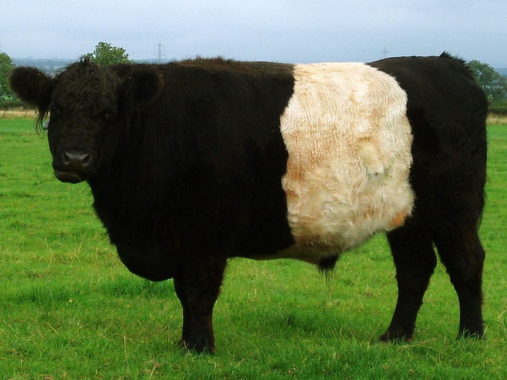 Top 10 Black Cattle Breeds: An Overview
