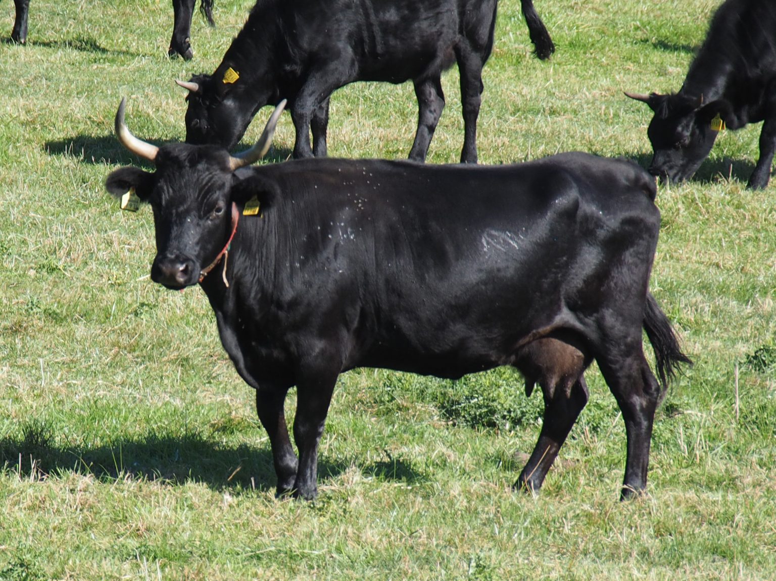 Top 10 Black Cattle Breeds: An Overview