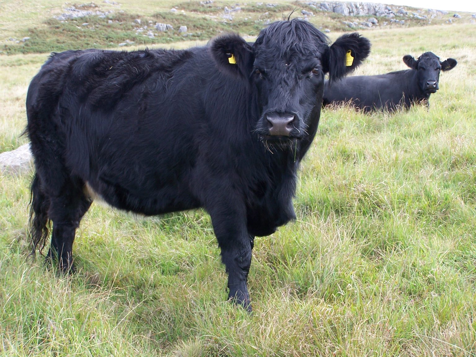 Top 10 Black Cattle Breeds: An Overview