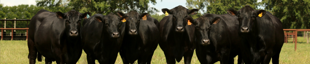 Top 10 Black Cattle Breeds: An Overview