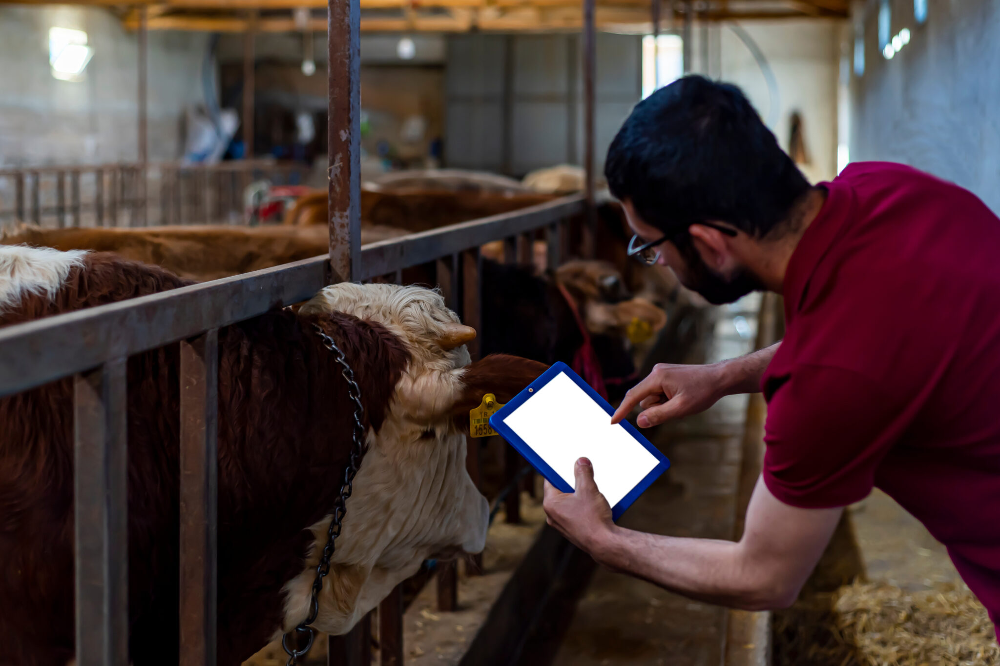 What are the Benefits of Using RFID Tags for Cattle Tracking?