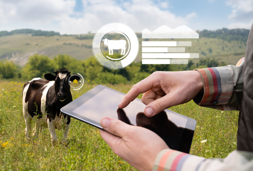 What are the Benefits of Using RFID Tags for Cattle Tracking?