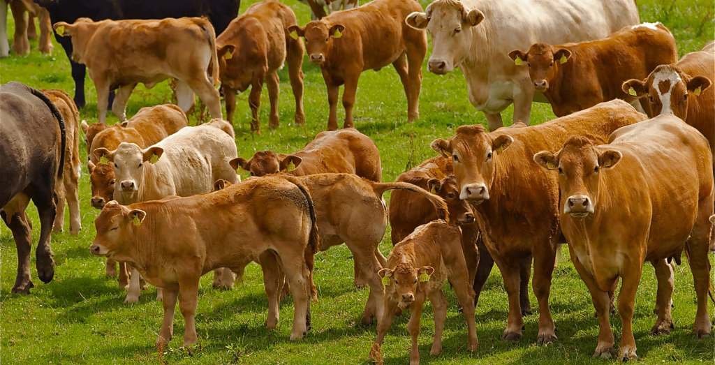 8 Best Practices for Livestock Breeding to Implement in Herd