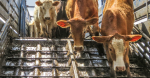 Navigating Livestock Transportation: Best Practices for Unloading