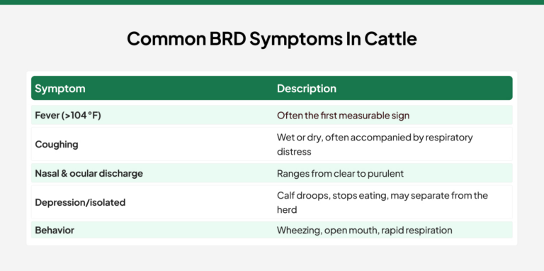 Bovine Respiratory Disease in Cattle: Symptoms & Treatment