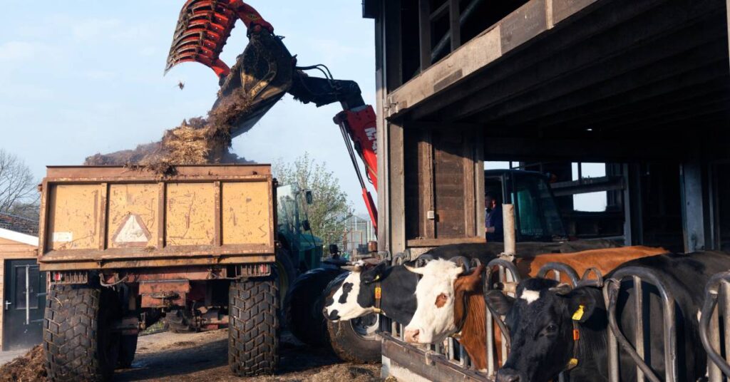 Beef Feedlot Manure Management - Top Strategies for 2025