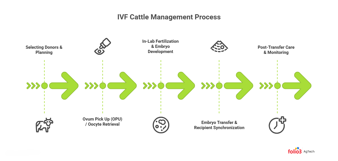 How to Improve Herd Genetics with IVF in Cattle Breeding