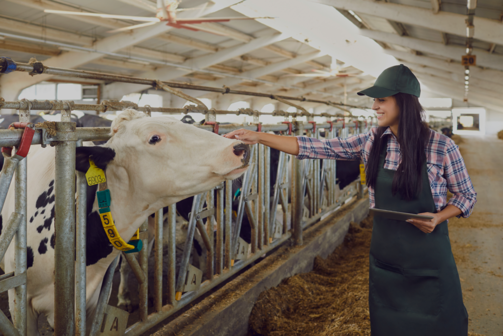 Beef Cow Gestation Calculator for Calving Season